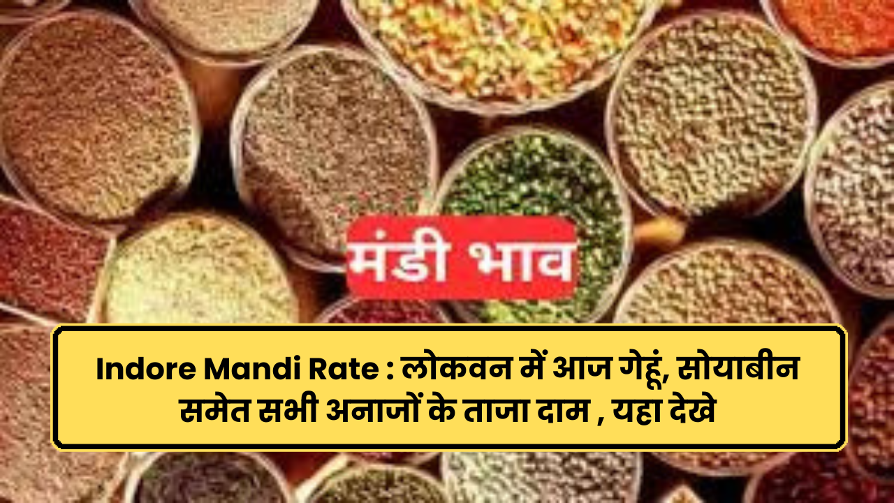 Indore Mandi Rate : लोकवन में आज गेहूं, सोयाबीन समेत सभी अनाजों के ताजा ...