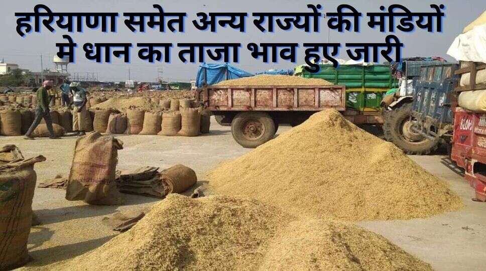 Dhan ka Bhav 2 November 2023 : हरियाणा समेत अन्य राज्यों की मंडियों मे ...