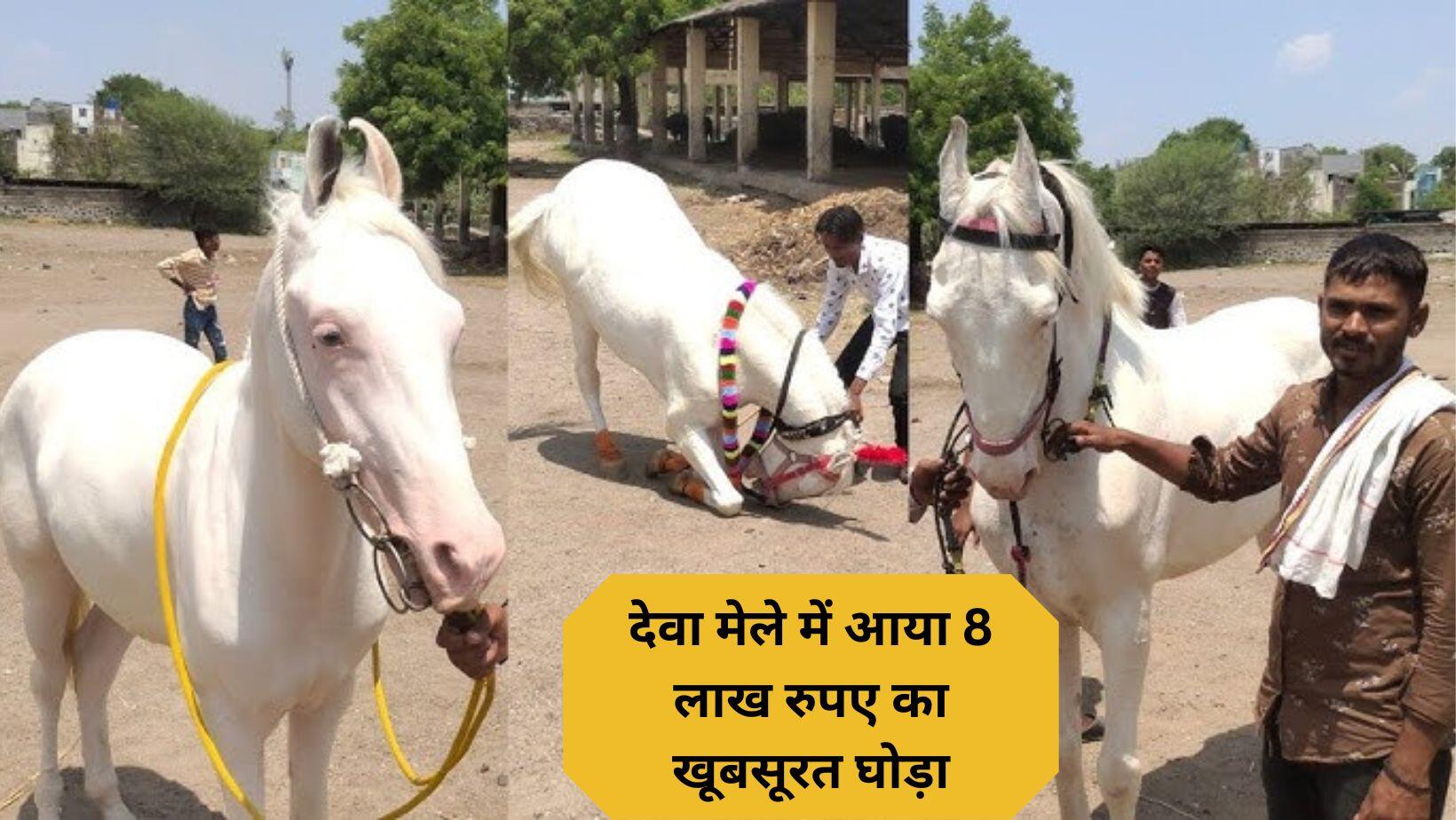 Deva Mela: देवा मेले में आया 8 लाख रुपए का खूबसूरत घोड़ा, डाइट प्लान ...