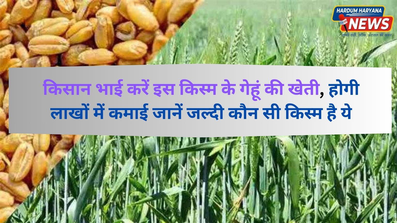 Kisan News: किसान भाई करें इस किस्म के गेहूं की खेती, होगी लाखों में कमाई जानें जल्दी कौन सी ...