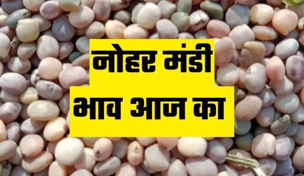 Nohar Mandi Rate Today : जानिए आज के नोहर मंडी के भाव , इतने रुपये चना ...