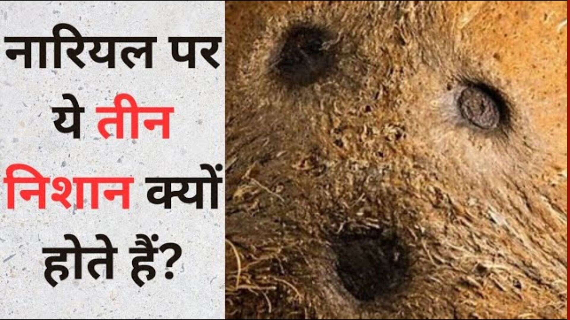 Coconut Story नारियल पर क्यों दिखते हैं ये 3 निशान?