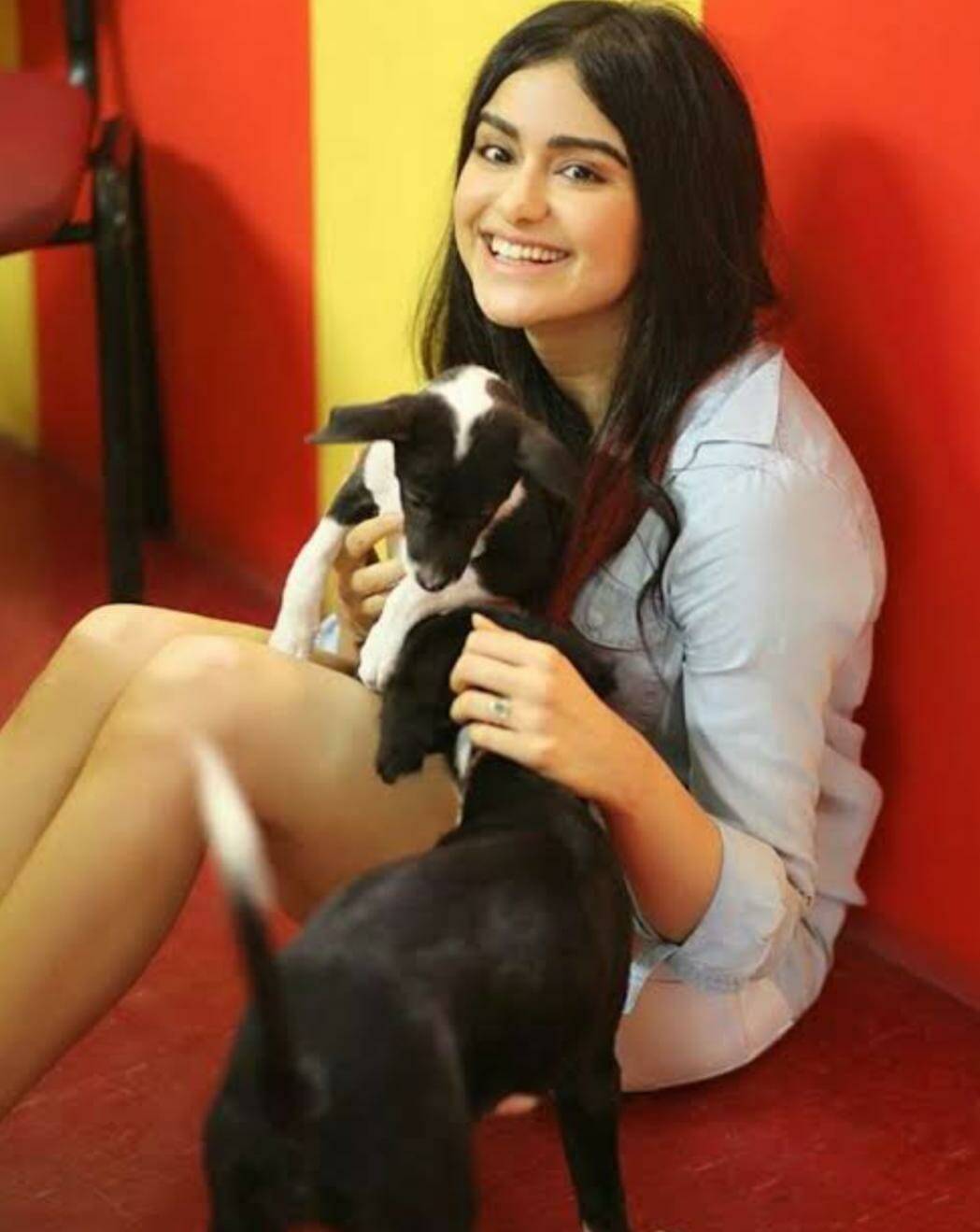 Adah Sharma joins hands with Animal Hospital on Valentine's Day