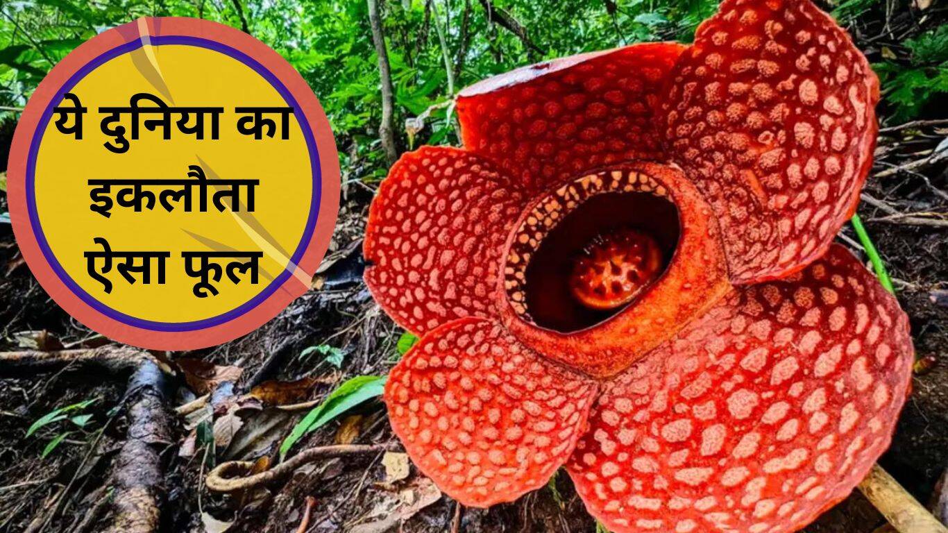 Corpse Flower: ये दुनिया का इकलौता ऐसा फूल, सड़े हुए मांस जैसी आती है ...