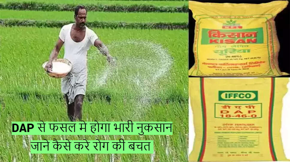DAP से फसल मे होगा भारी नुकसान जाने कैसे करे रोग की बचत